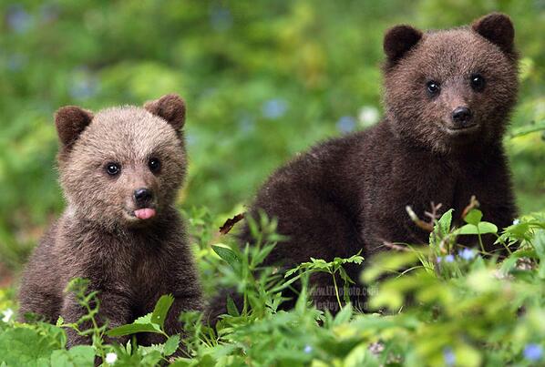 Oso pardo con crias - Imagui