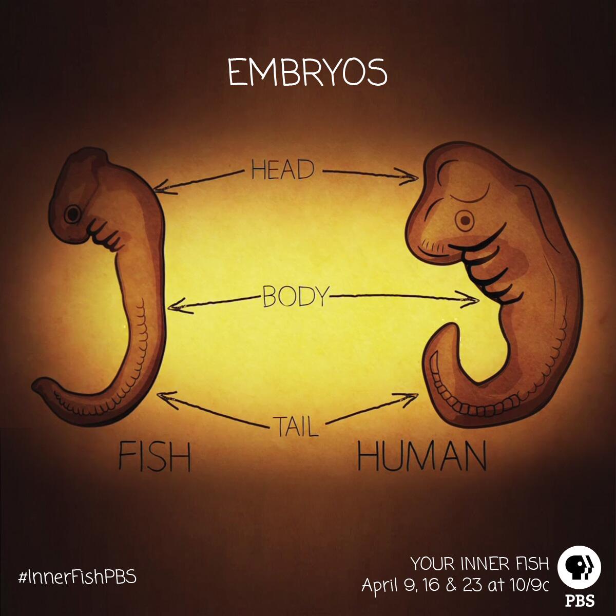 Fish Embryo Vs Human Embryo