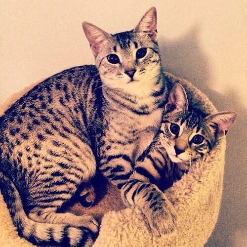 Nylahkitty And Bambu