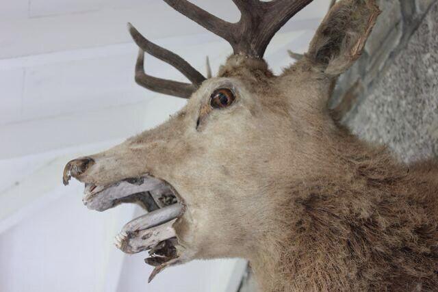 Funny Taxidermy Mounts Crap Taxidermy On X: ""They Mostly Come At