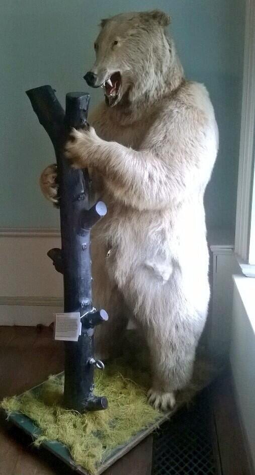 Bad Taxidermy Bear
