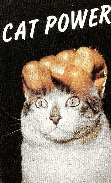 Cat Power Memes