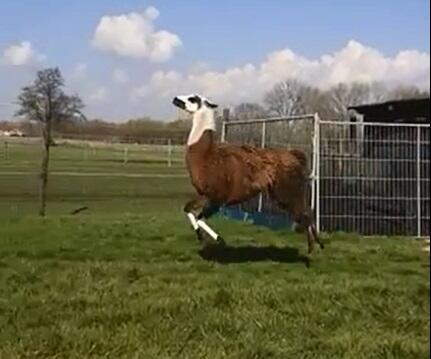 Jumping Alpaca Gif