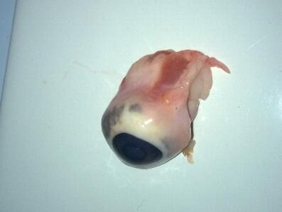 Real Eyeball Cut In Half