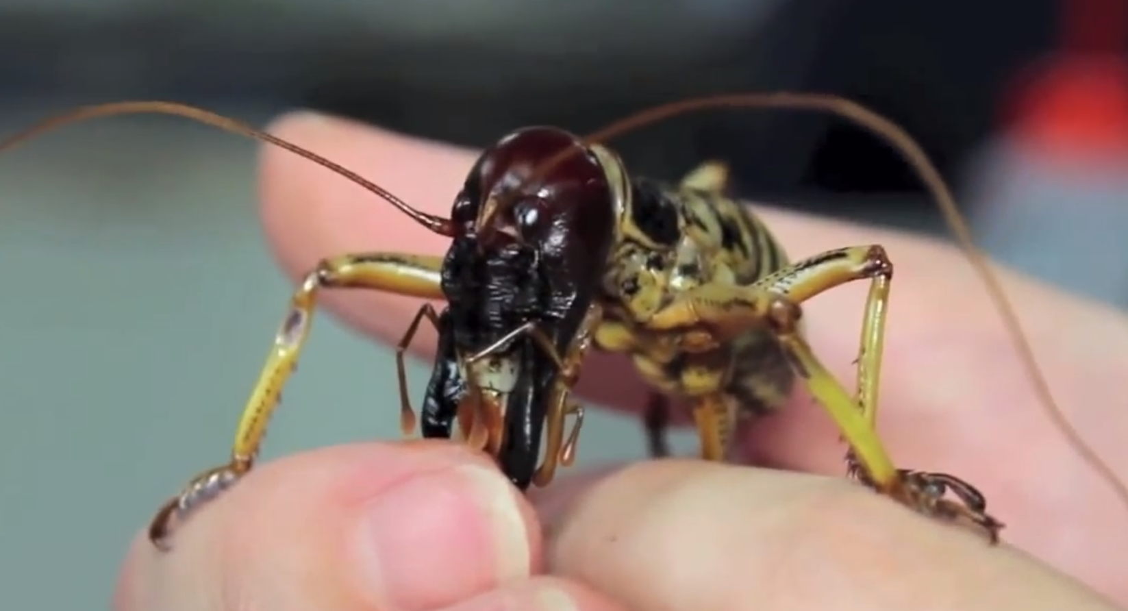 Giant Weta Cricket Bite