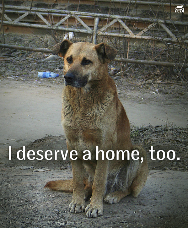 Animal Homelessness Quotes Animal Compassion Everywhere Once You