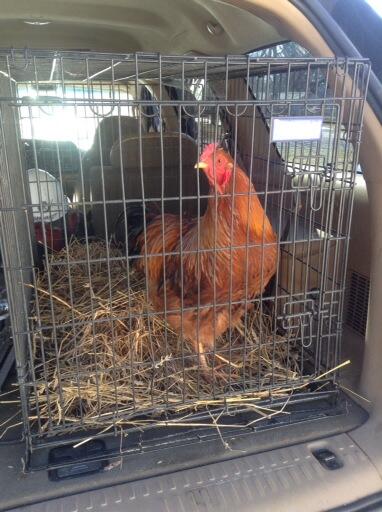 Robin Gerhardt (@robinchb) | Twitter