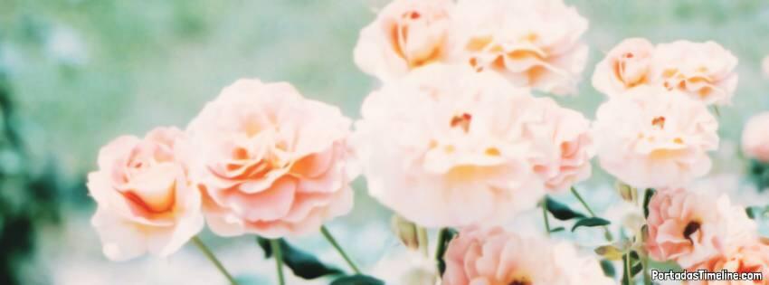 Portadas De Facebook Rosas