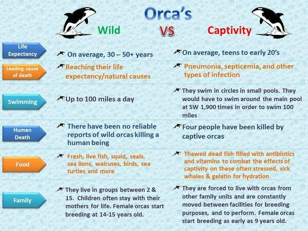 Orcas In Captivity Vs Wild