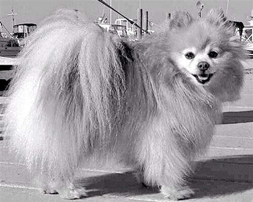 How Many Dogs Survived The Titanic