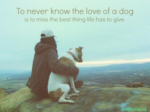 What Is The Best Thing About Dogs