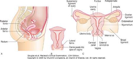 Fornix Uterus