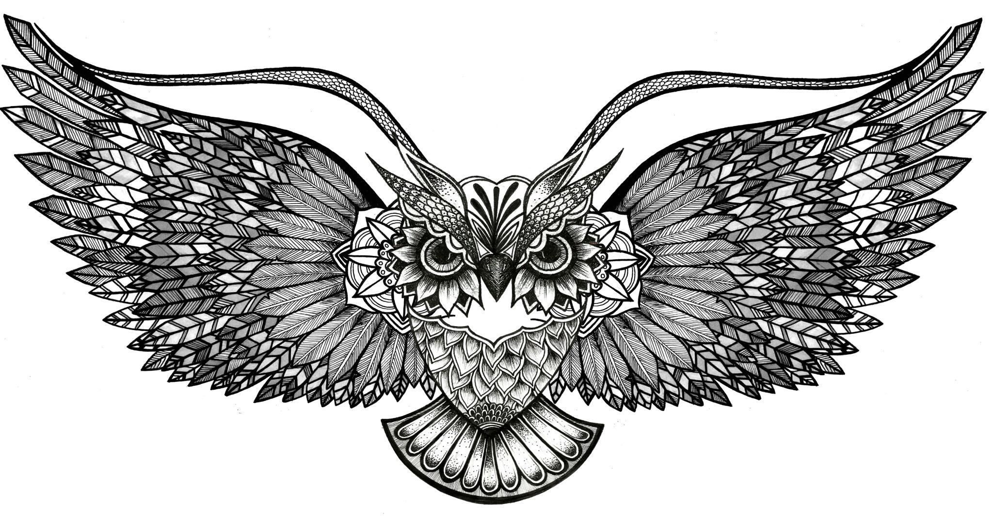 Owl Wings Spread Drawing
