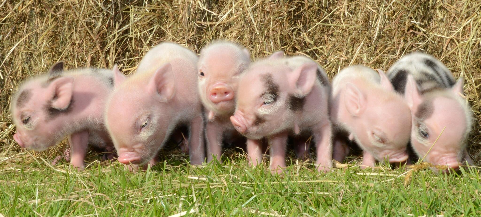 Full Grown Pennywell Miniature Pigs
