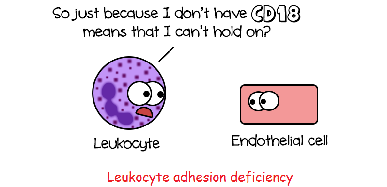 Leukocyte Adhesion Deficiency