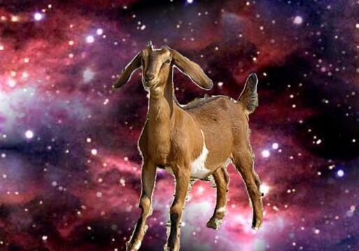 Goats In Space