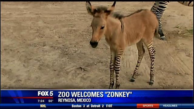 Half Zebra Half Donkey