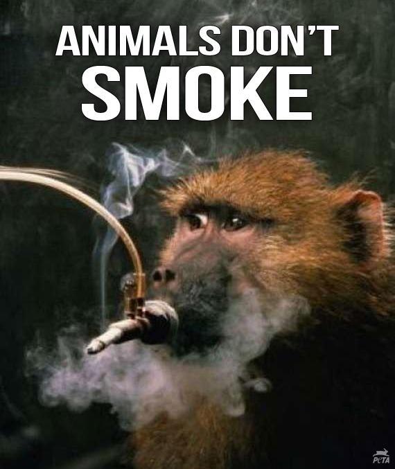 Animals Smoking Cigarettes