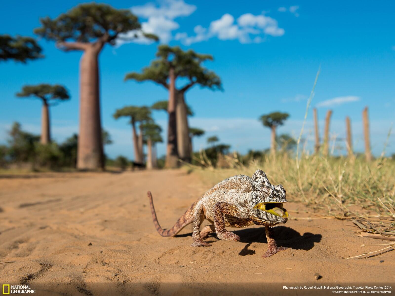 National Geographic Wallpaper Hd 28 Images