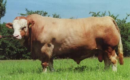 Fleckvieh Bull