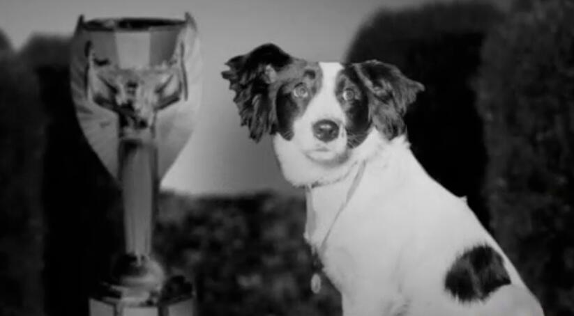 Where Did Pickles The Dog Find The World Cup