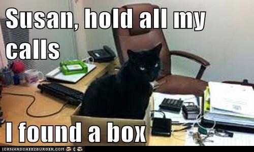 Office Cat Memebase Funny Memes