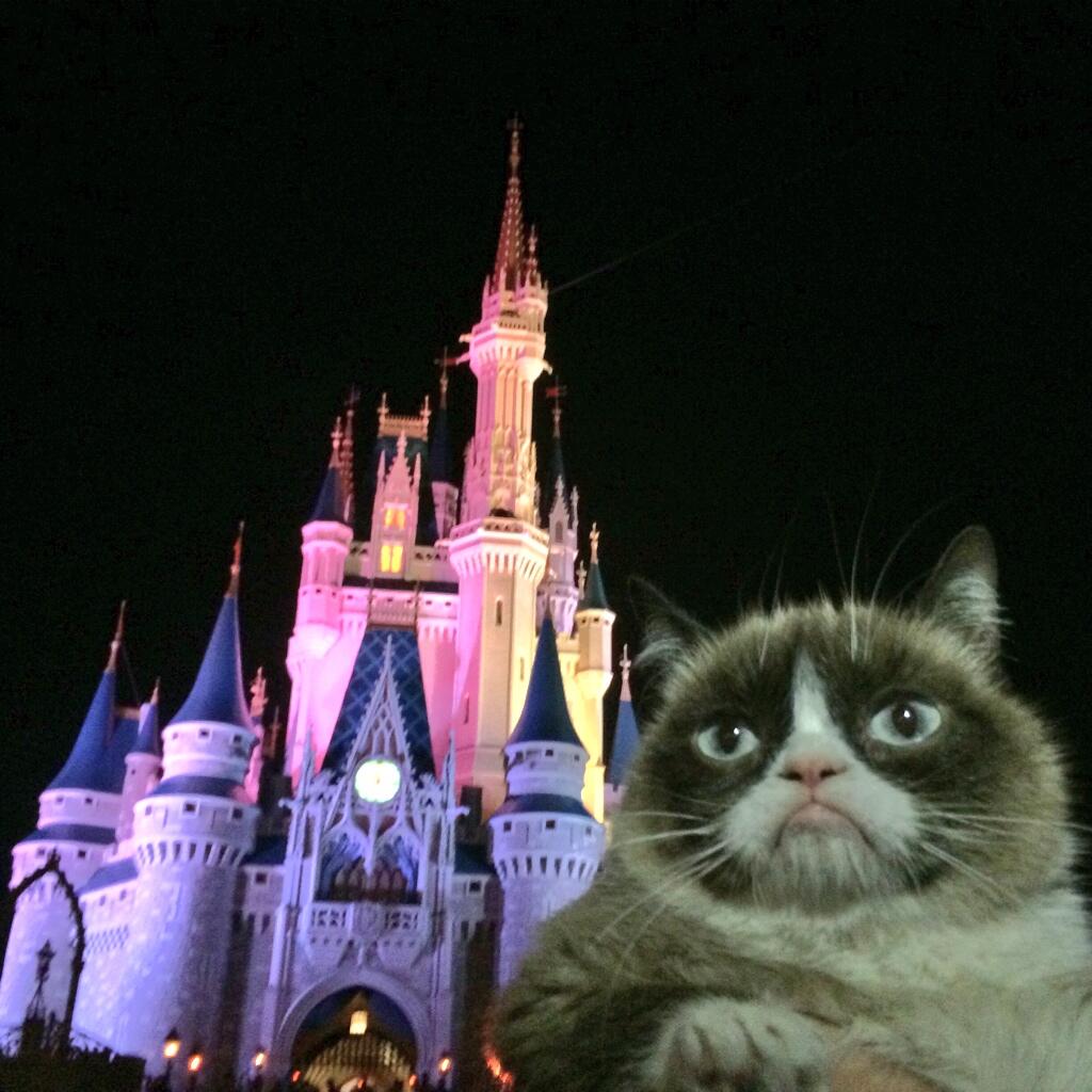 Grumpy Cat Gif Von Disneyland Memebase Grumpy Cat Page 3 All