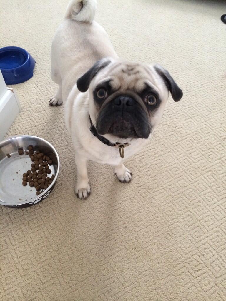 How Old Is Faze Rugs Dog Bosley