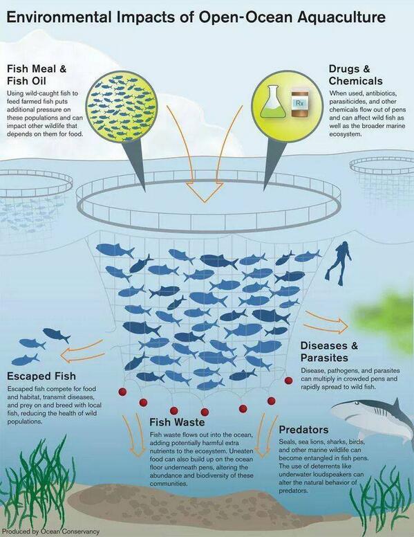 Open Ocean Food Web