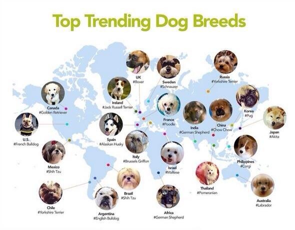 Map of top dog breeds, by country: | Rubina Madan Fillion | Scoopnest Map of top dog breeds, by country: | Rubina Madan Fillion | Scoopnest