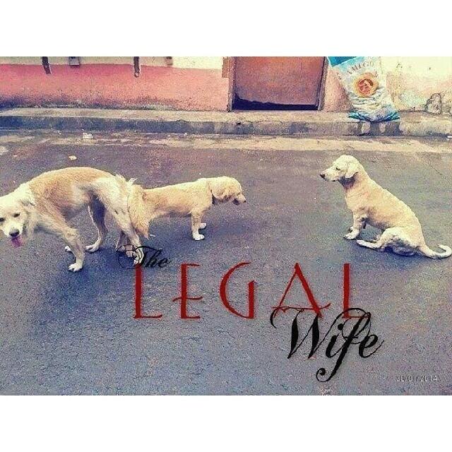 Legal Wife Memes Amazon.com: Funny Quotes Fun Sayings Memes And