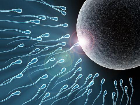 Throwback Thursday Sperm Cell