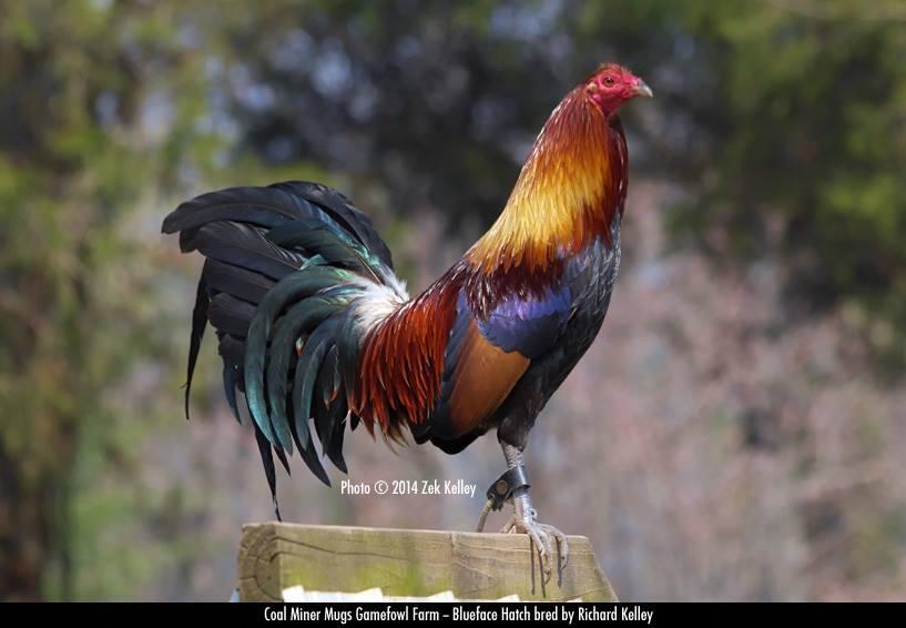Blueface Rooster