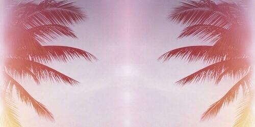 Palm Trees Sunset Twitter Header