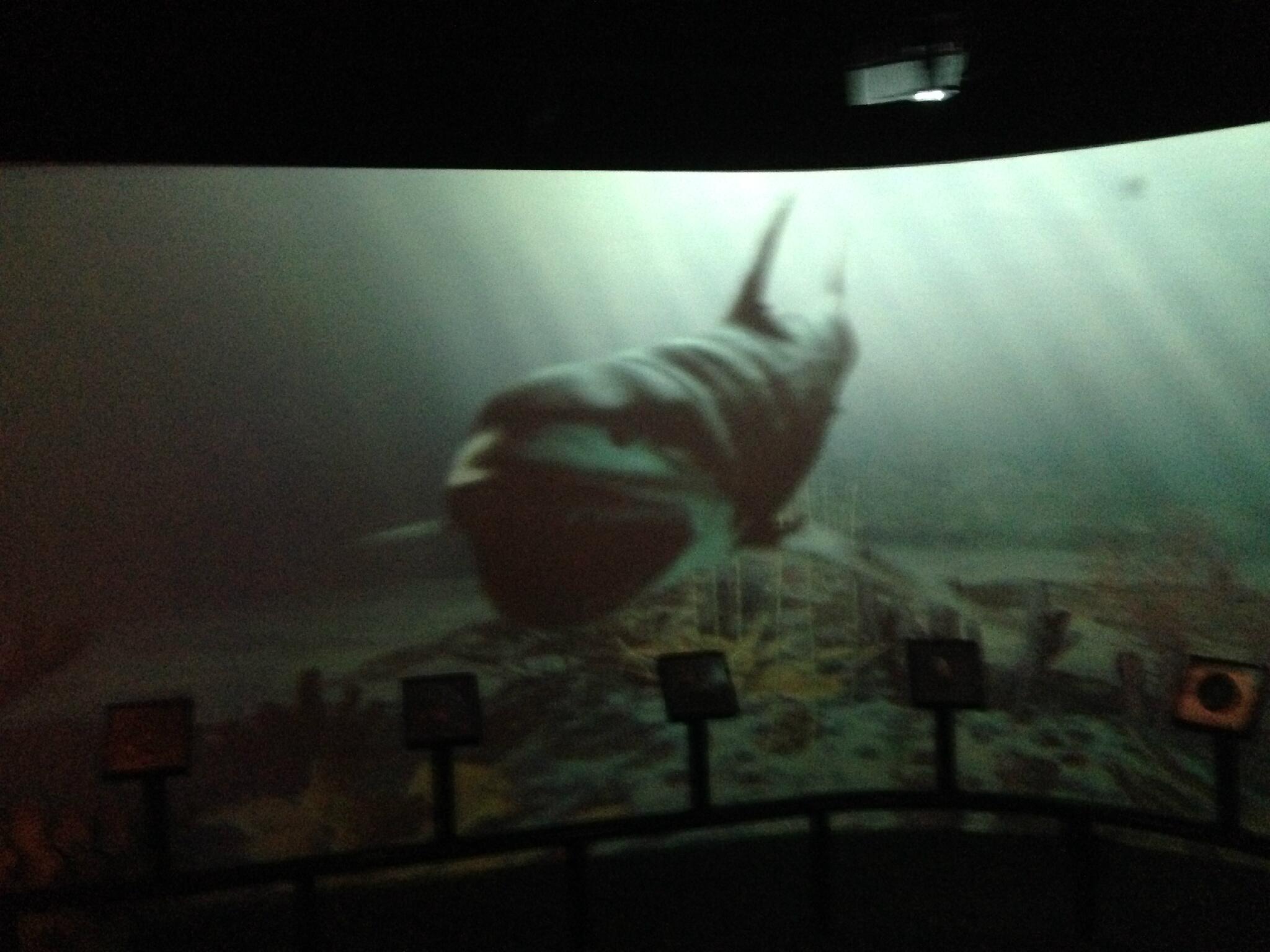 Great White Shark Size Comparison To Bus