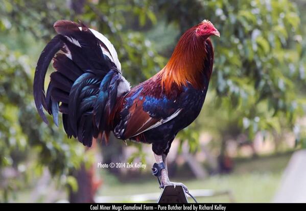 Pure Butcher Gamefowl