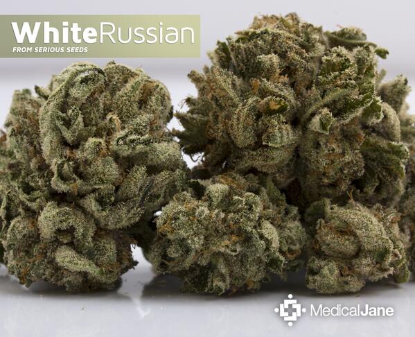 Black Russian Weed