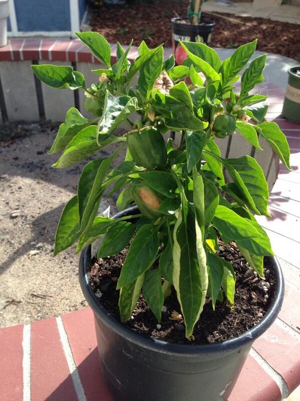 vegetables - Why did my red bell pepper become tan colored? - Gardening ...