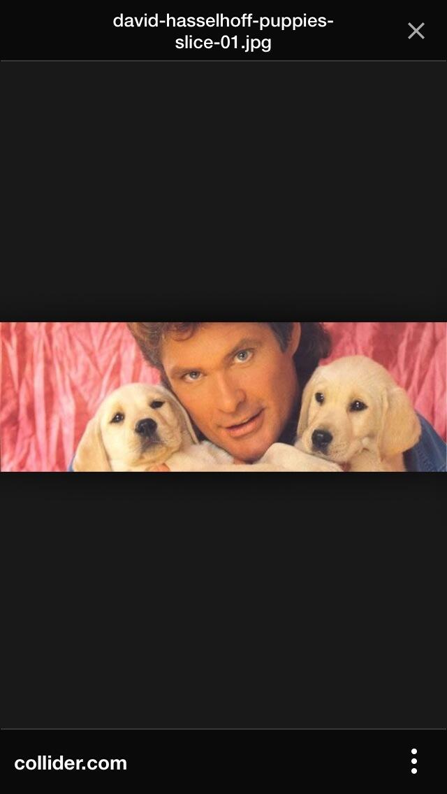 David Hasselhoff Puppies