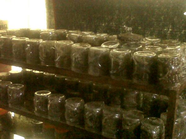 Raja Kroto Bagus Solo: Cara Budidaya Kroto Yang Paling Simple Dan Efisien