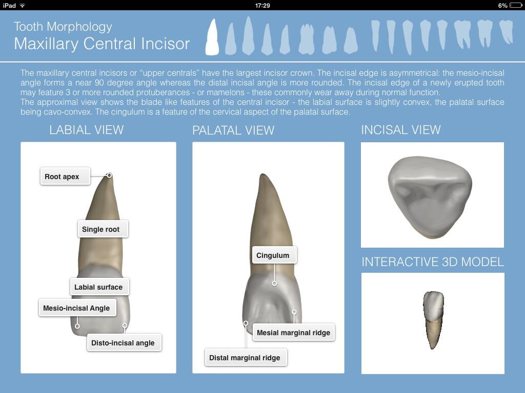 Cingulum Tooth