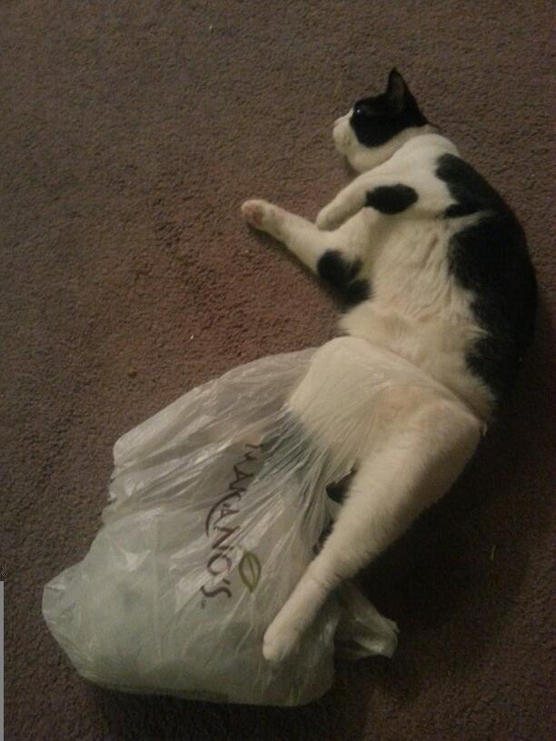 Retarded Looking Animals