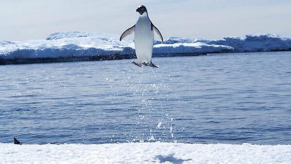 Penguins | Rotary Club of Faribault