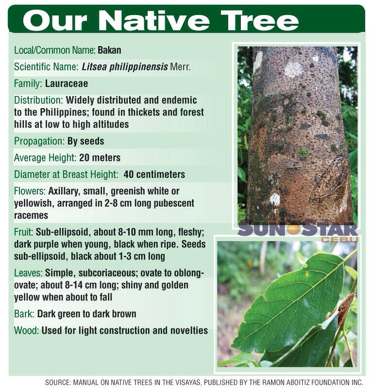 Names Of Hardwood Trees In The Philippines Tropical Hardwood Tree