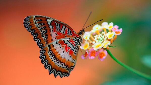 Most Beautiful Butterfly In The World