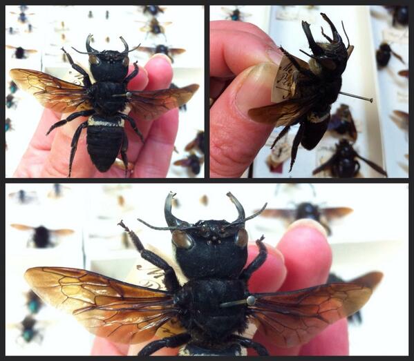 The absolute unit of bees : r/TwoBestFriendsPlay