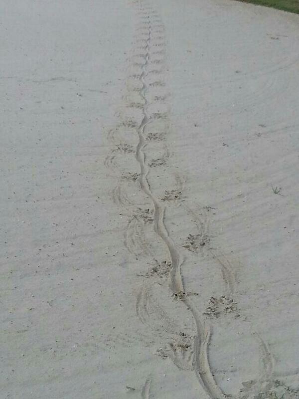 Alligator Tracks