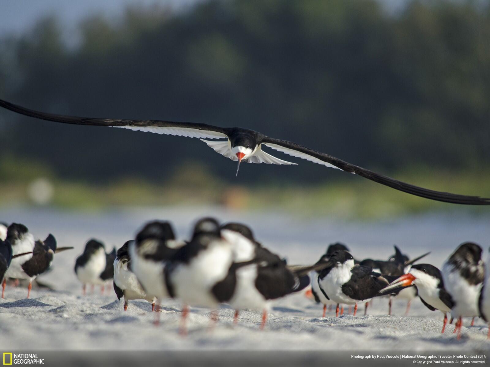 National Geographic Birds Flying