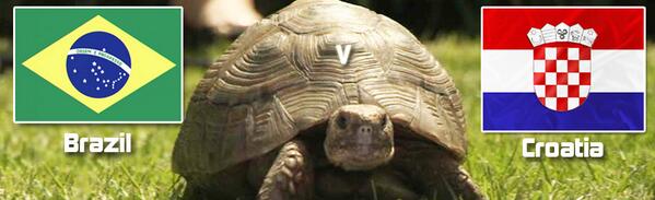 The Blue Peter Tortoise Shelley has been predicting the WorldCup ...