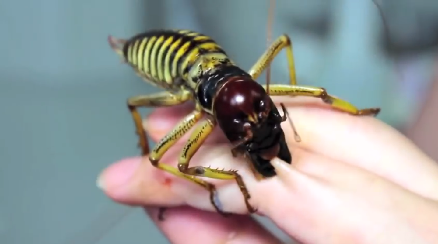 Giant Weta Bite Wētā: New Zealand Invertebrates